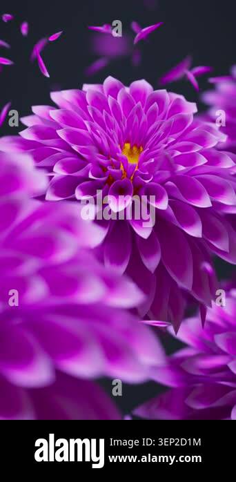 Rich 3D animation loop with purple dahlia flowers gently swaying ...