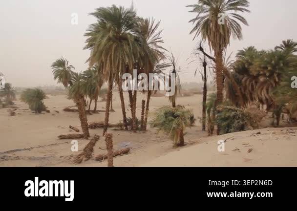 Palms on a sandy island in the river Nile near Abri during a sandstorm ...