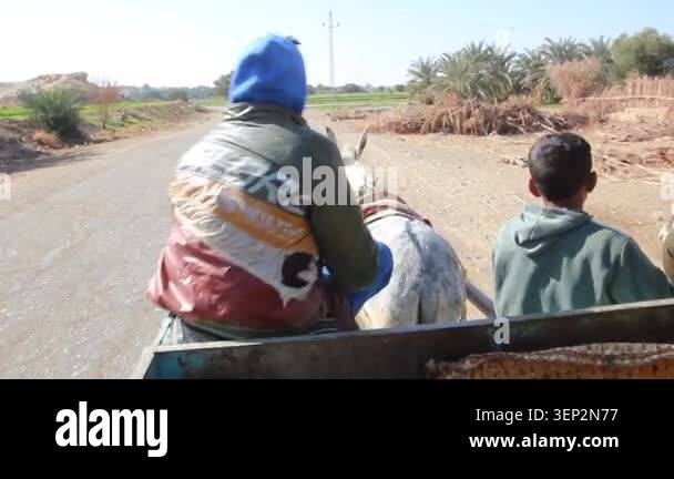 Riding on a donkey cart in Dakhla oasis, Egypt Stock Video Footage - Alamy