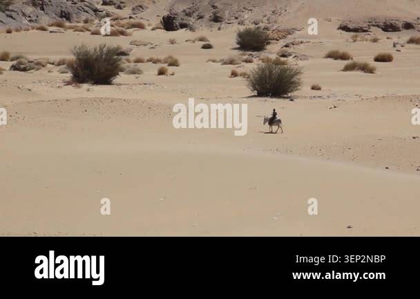 Boy riding a donkey in the desert near Karima town, Sudan Stock Video ...