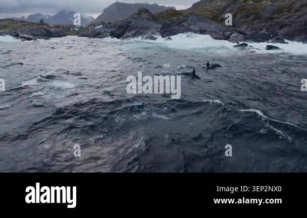 A group of orcas swims diagonally across choppy dark water near a ...