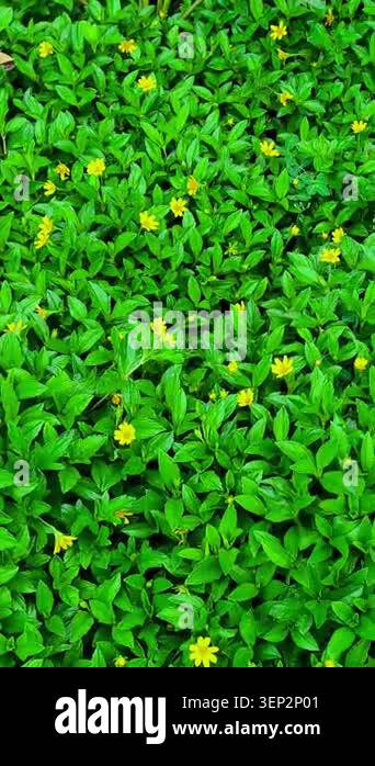 A lush green canopy carpet of glossy green leaves dotted with stars of ...