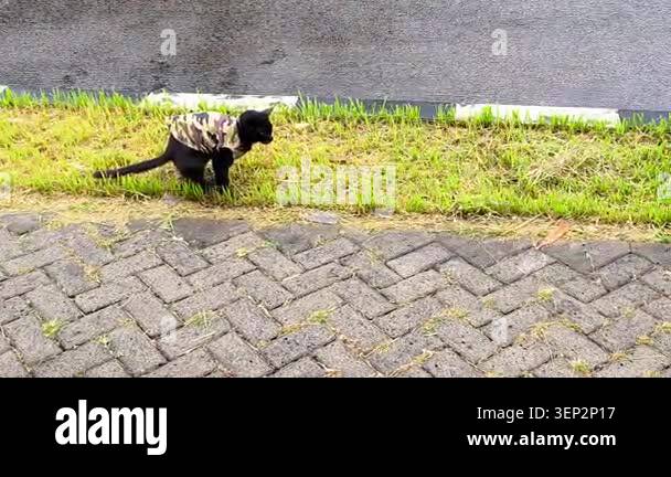 Cute footage of a black cat wearing a camouflage vest defecating in the ...