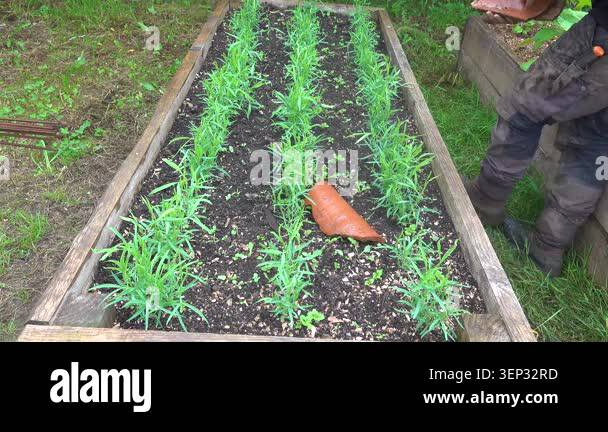 Man placing ceramic roof tiles in a wooden raised bed to create a ...