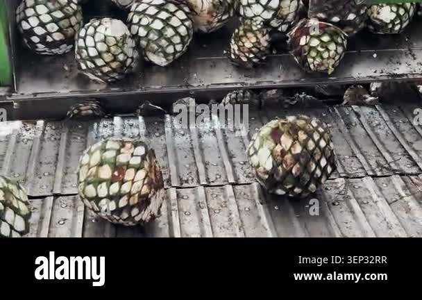 Slow motion 4K handheld footage captures agave pinas clustering ...