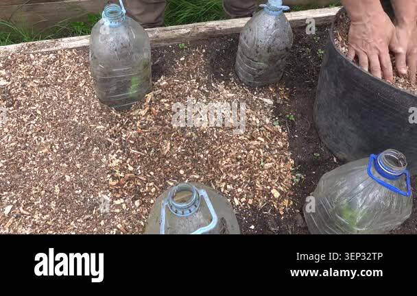 Man mulching a wooden raised bed with wood chips to protect young green ...