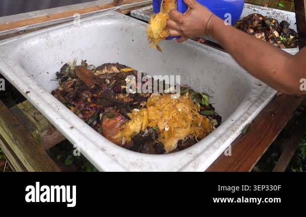 Man emptying kitchen organic waste and food scraps from a container ...