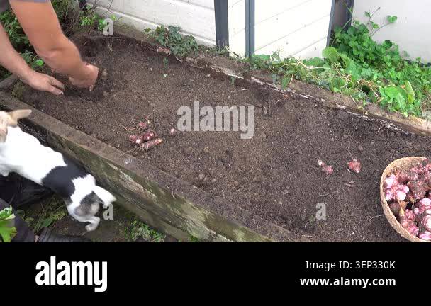 Man planting sunchoke tubers in a wooden raised garden bed filled with ...