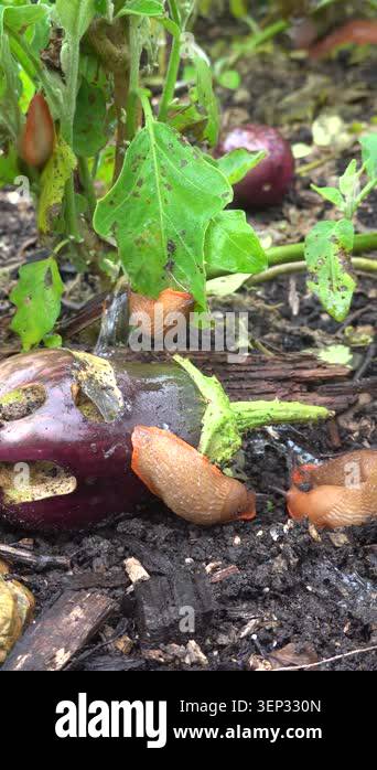 Close up of slugs eating and damaging green eggplant crops in a family ...