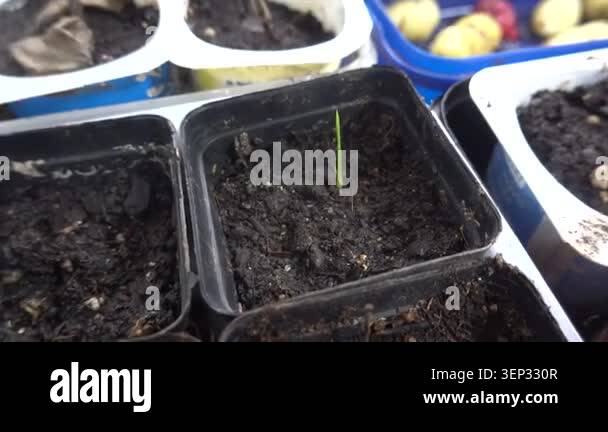 Tracking shot of young green rice plants growing in small plastic pots ...