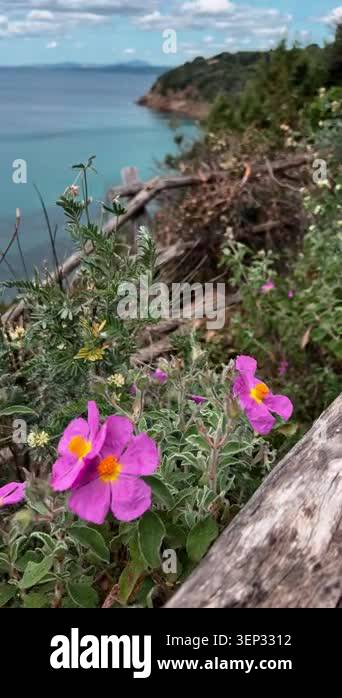 Pink coastal flowers and greenery with ocean cliffs and cloudy sky in ...