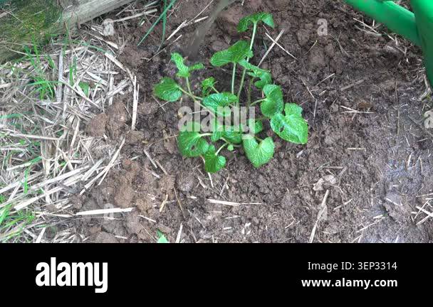 Man watering a green wasabi plant growing in fertile soil with a green ...