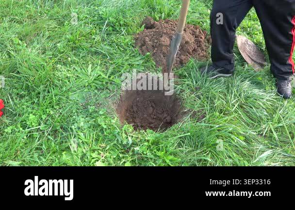Close up of a gardener using a metal flat spade to dig a hole in ...
