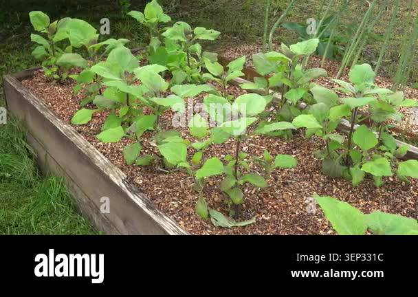 Green yacon plants growing in a wooden raised garden bed, organic ...