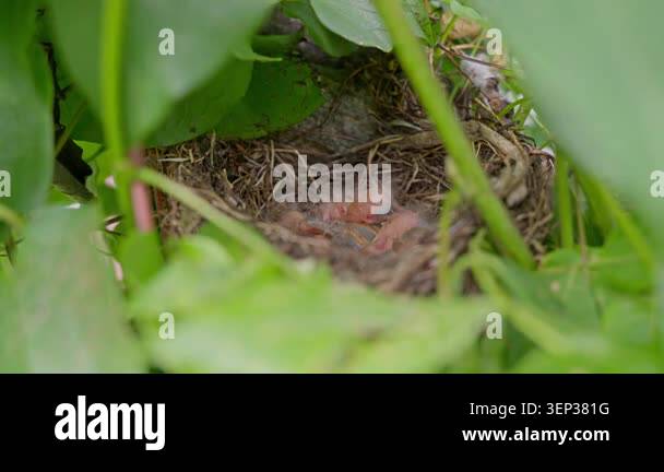 Blackbird Chicks in a Nest Hidden Among Green Leaves in a Natural ...