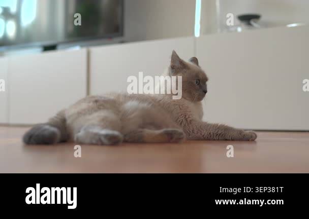 Older gray cat with blue eyes, laying on wooden floor, looking around ...