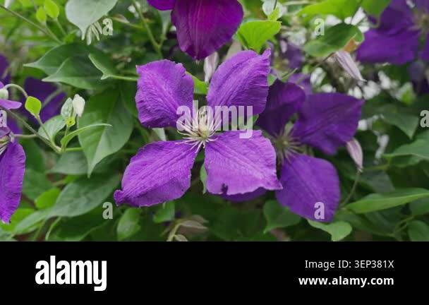 Close Up of a Vibrant Purple Clematis Flower in Bloom Stock Video ...
