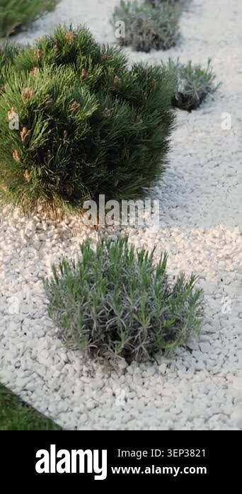 Vertical video. Minimalist garden design near house with gravel paths ...