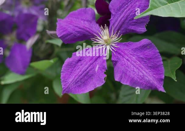 Vibrant Purple Clematis Flowers Blooming in a Lush Green Garden Stock ...