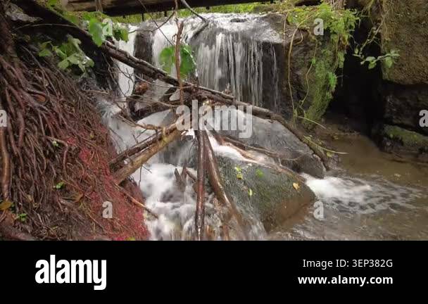 Static slow motion video of a forest waterfall cascading through tree ...