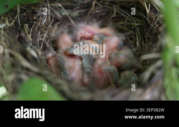Newborn Blackbird Chicks Huddled Together in a Cozy Nest, A Glimpse of ...