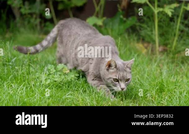Grey Tabby Cat Stalking in Green Grass with Intense Focus Stock Video ...