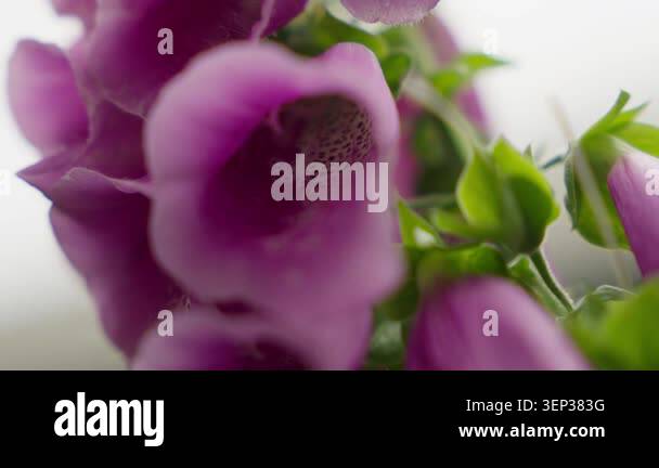 Enchanting Purple Foxglove Flowers in a Serene Garden, Captured in ...