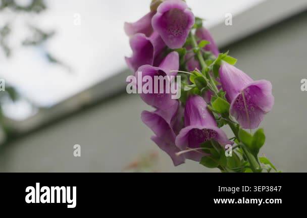 Beautiful Purple Foxglove Flowers Gently Swaying in a Summer Garden ...