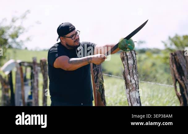 Muscular farmer opening a fresh green coconut with a large machete ...