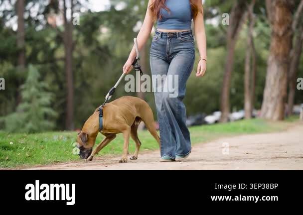 Woman and her purebred boxer dog enjoying a peaceful walk together on a ...