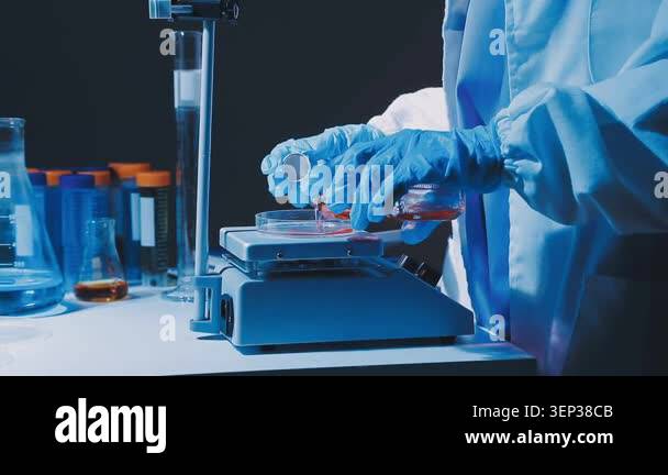scientist working with a microscope in the laboratory. research and ...