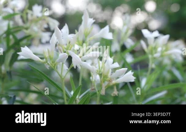 Beautiful white oleander flowers blooming in a lush garden. Close up ...