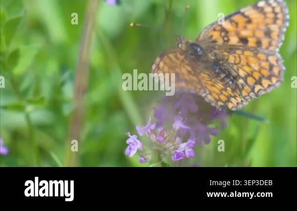 A beautiful summer video of a butterfly in a meadow, close-up Stock ...
