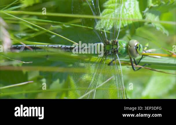 Emperor (Anax imperator) dragonfly perched on a reed in the summer ...