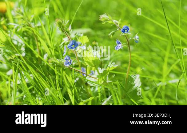 A close-up video of meadow flowers in summer Stock Video Footage - Alamy