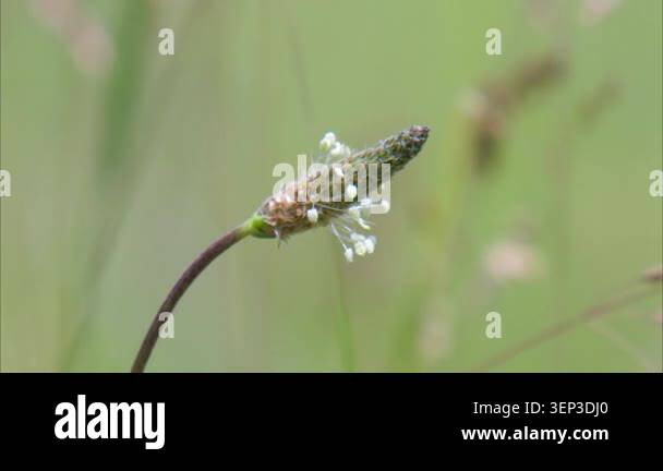 A close-up video of meadow flowers in summer Stock Video Footage - Alamy
