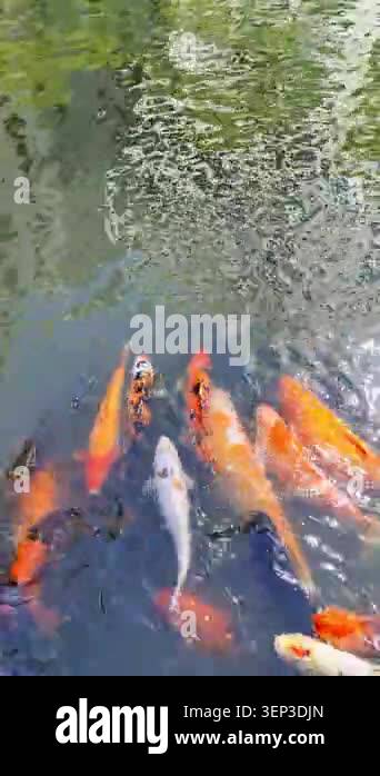 Beautiful school of koi fish swimming peacefully in a garden pond on a ...