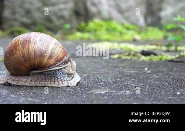 Close up view of a brown snail with a spiral shell moving slowly along ...