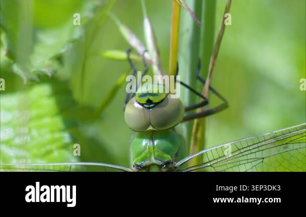 Emperor (Anax imperator) dragonfly perched on a reed in the summer ...