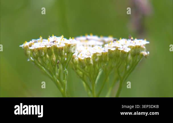 A close-up video of meadow flowers in summer Stock Video Footage - Alamy