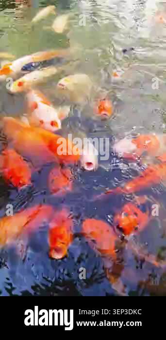 Group of beautiful japanese koi fish swimming in a garden pond and ...