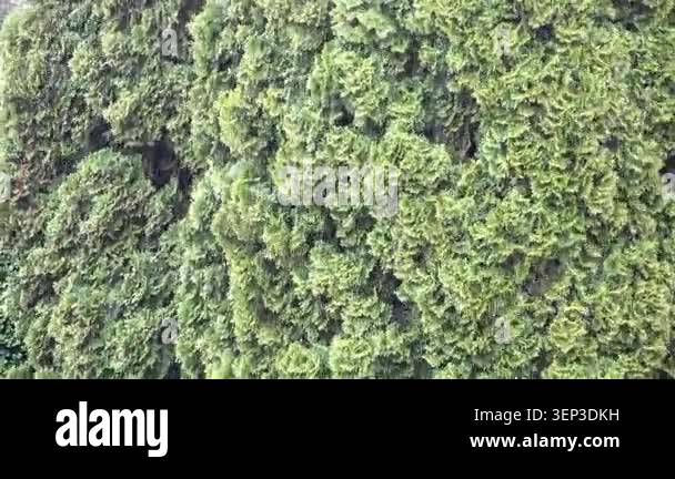 Raindrops falling on lush evergreen arborvitae trees during a summer ...