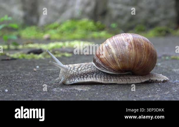 Close up view of a big snail crawling on the ground leaving a slime ...