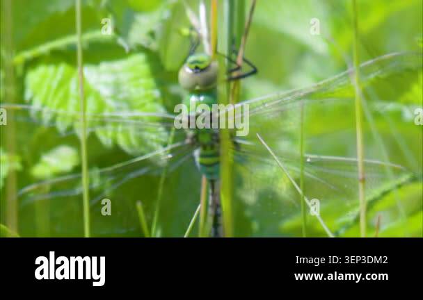 Emperor (Anax imperator) dragonfly perched on a reed in the summer ...