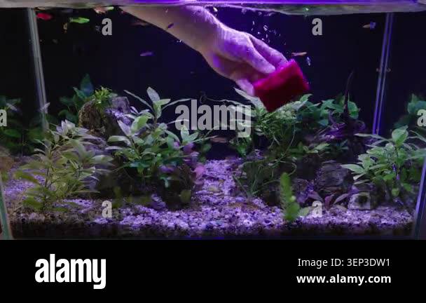 Close up video of routine aquarium care, showing a hand trimming and ...
