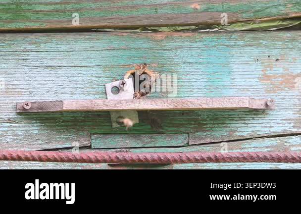 A close-up video of bees in a hive Stock Video Footage - Alamy