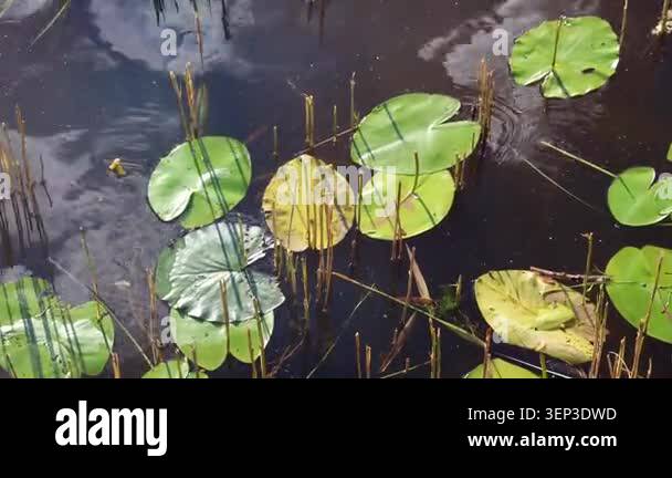 Green lily pads floating on dark water with sky reflections creating a ...