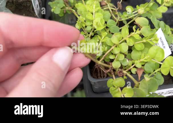 A close-up of a hand gently holding a small leafy green plant above a ...