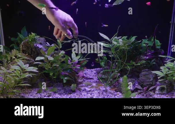 Close up video of routine aquarium care, showing a hand trimming and ...