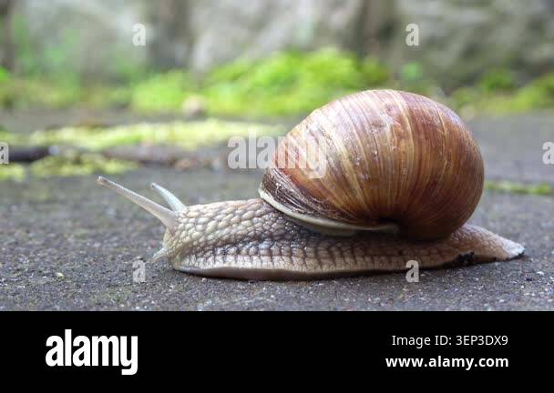 Close up of a common snail with a brown shell moving slowly on a ...